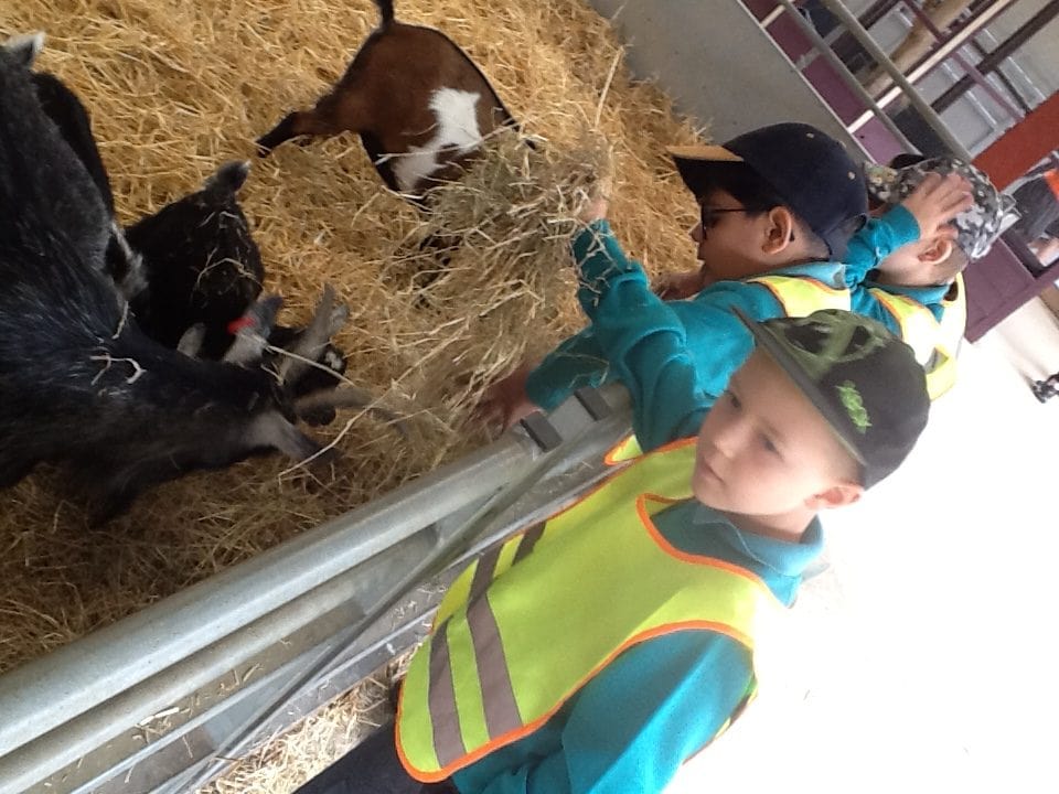 Year 1 Trip to Rookery Farm - Ashbrook School